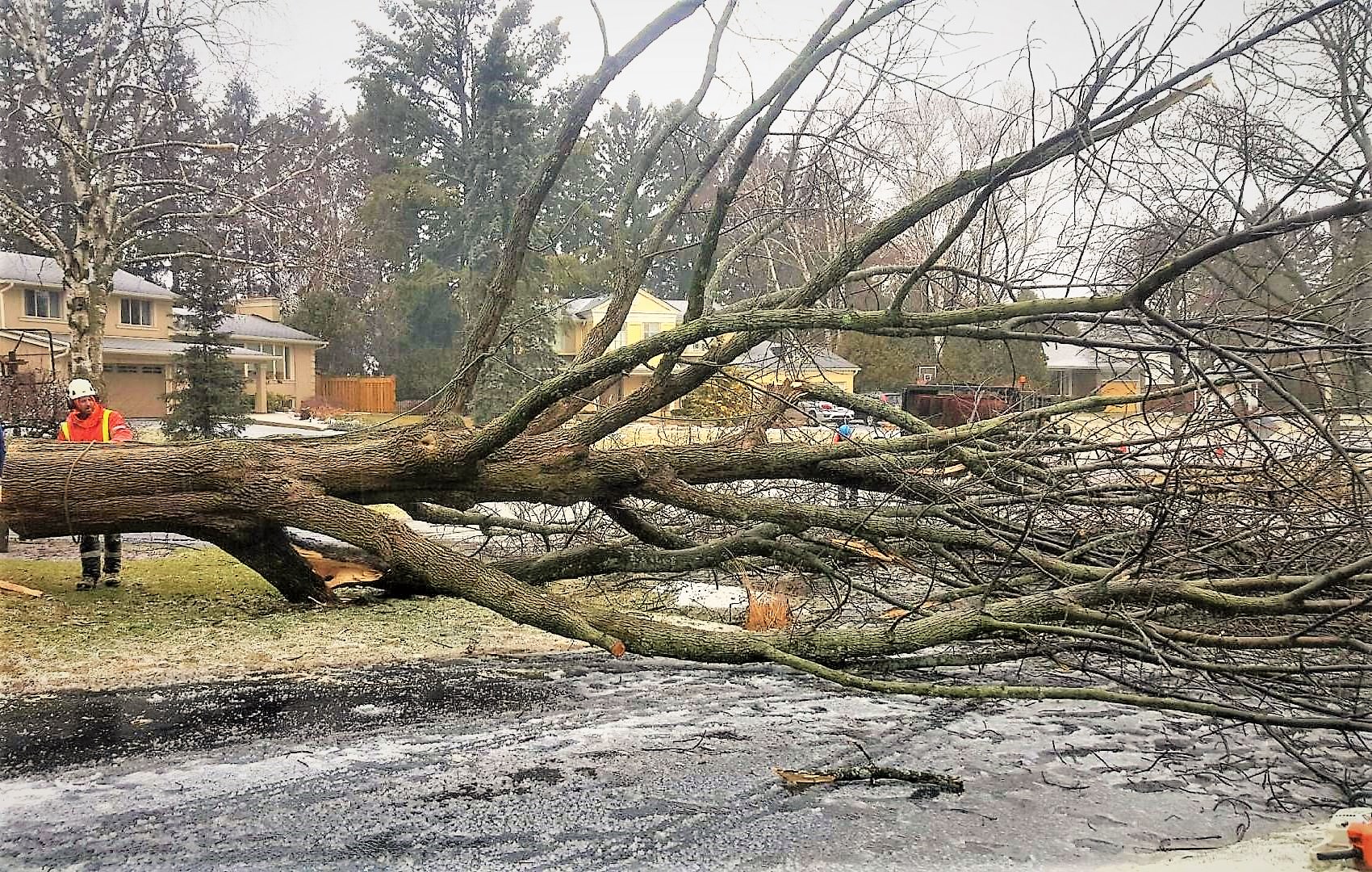 Preventing Storm Damage To Your Trees – The Real Tree Masters Inc