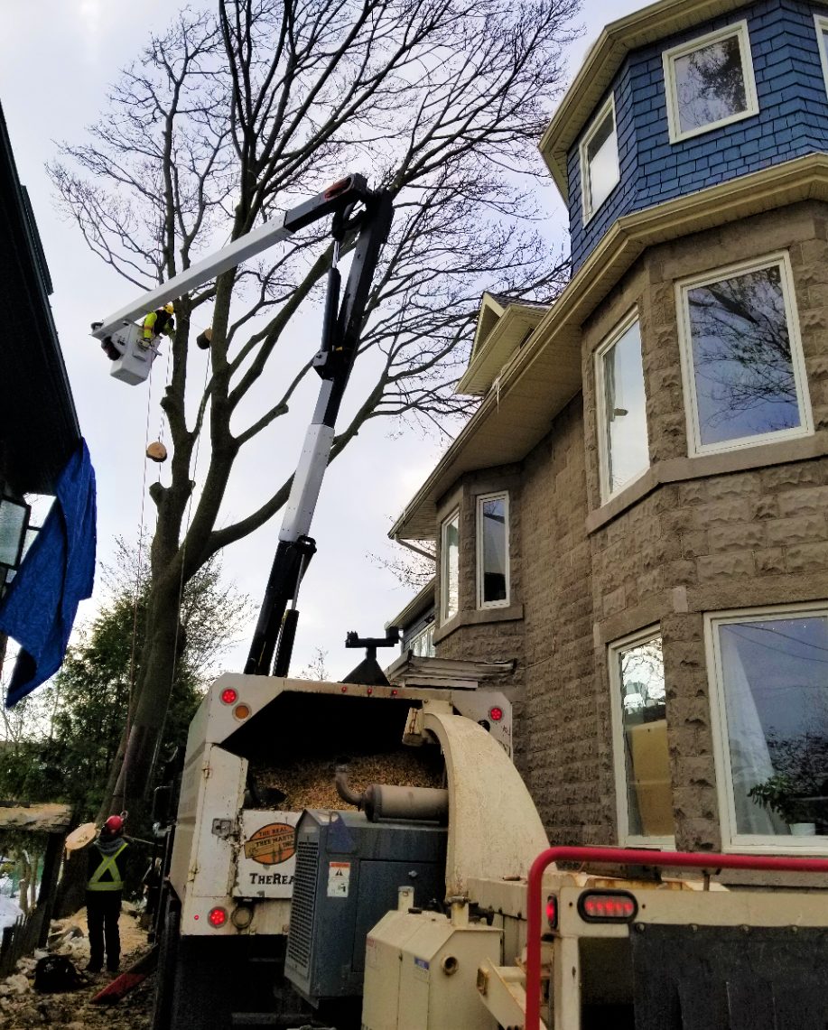 Explore Our Tree Gallery & Recent Work