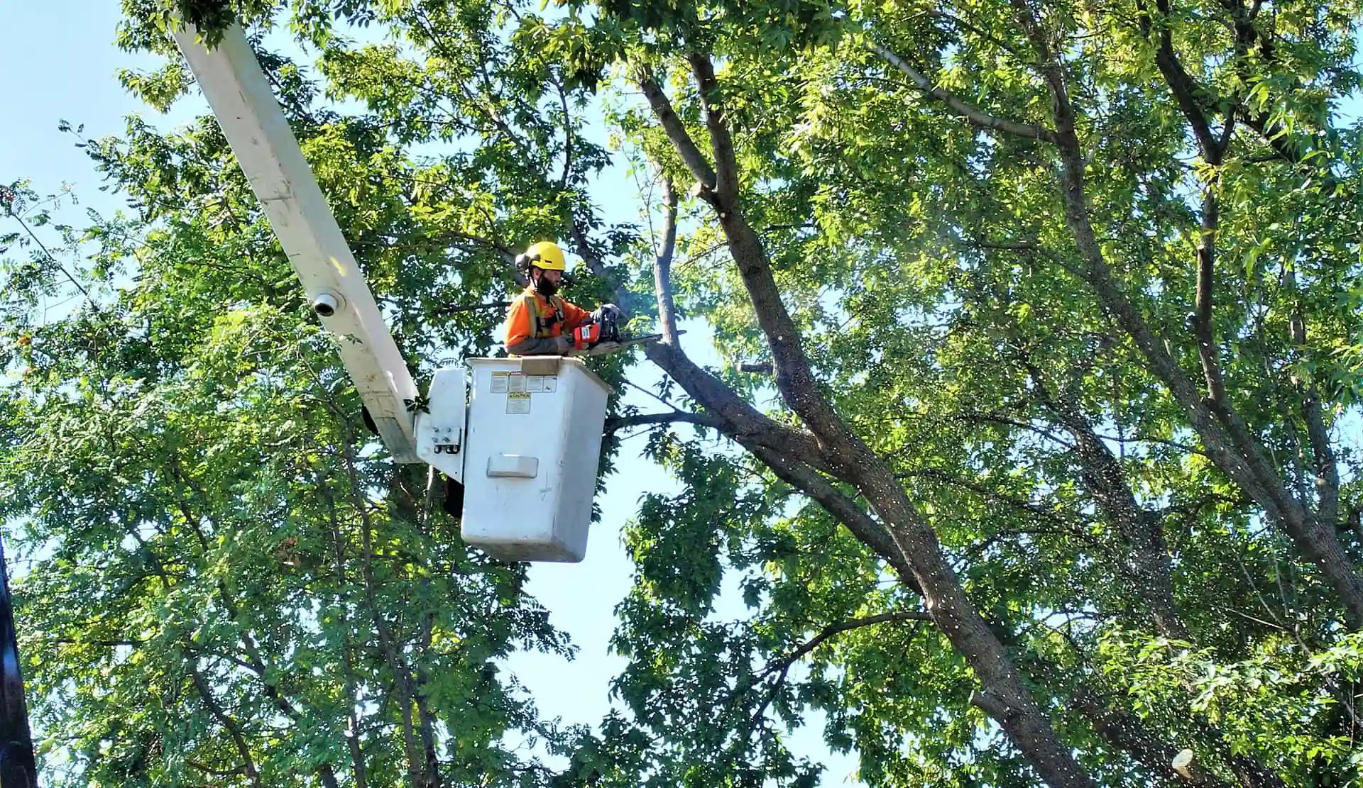 Arborist Vaughan | ISA Certified Arborist Near Me