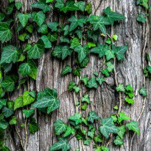 Tree Preservation – Protect & Maintain Your Trees